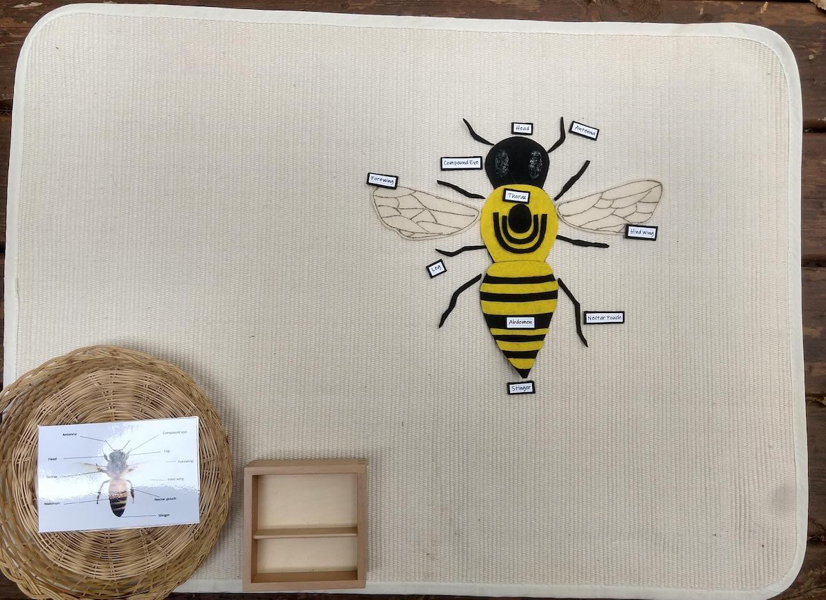 Studying Bees - Montessori Science for 3-6 Year Olds