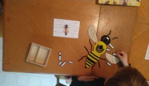 Studying Bees - Montessori Science for 3-6 Year Olds